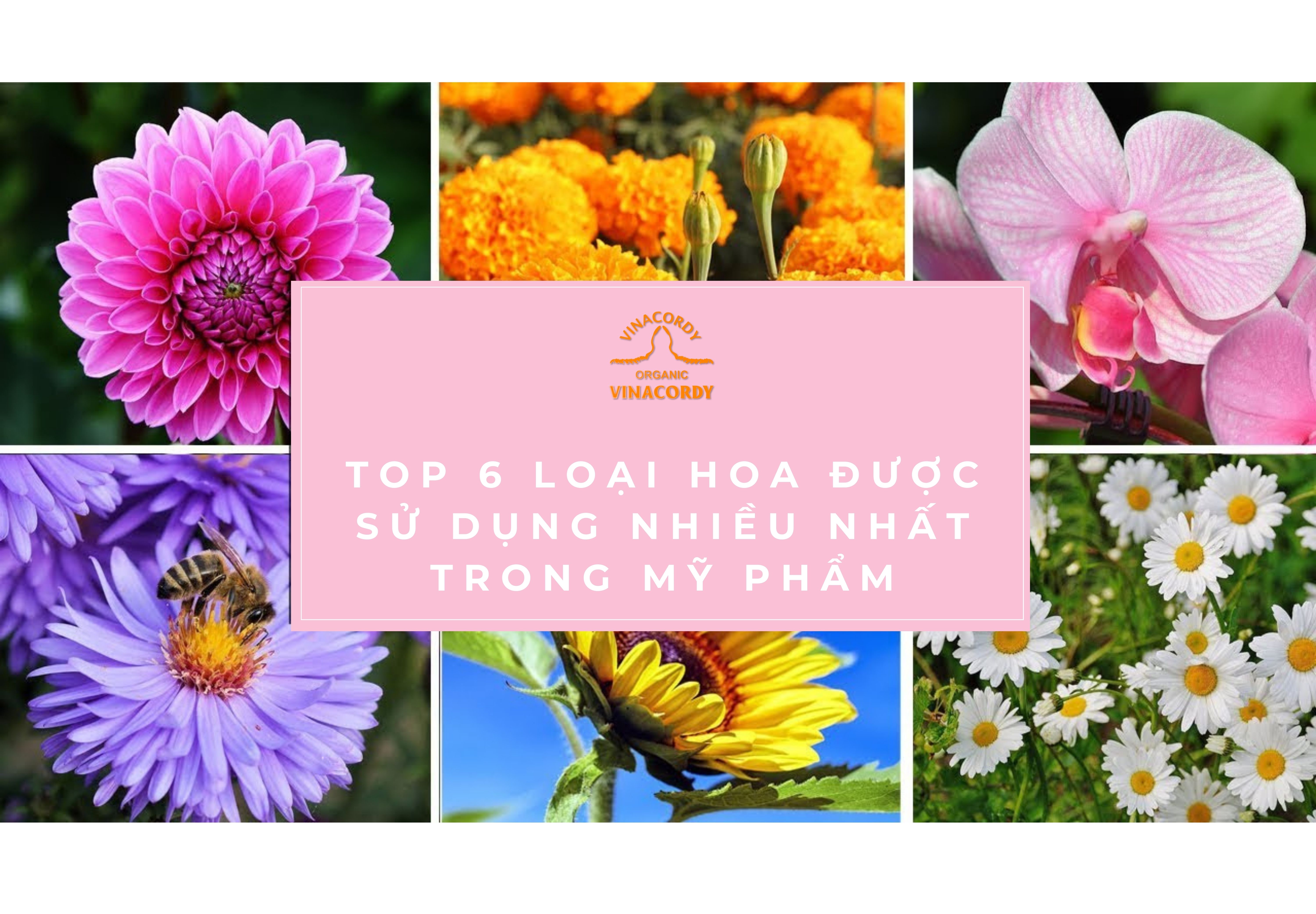 Top 6 Loại Hoa Được Sử Dụng Nhiều Nhất Trong Mỹ Phẩm